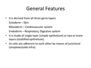 Epithelium final-1.pptx | Lung and Respiratory Health | Diseases and ...