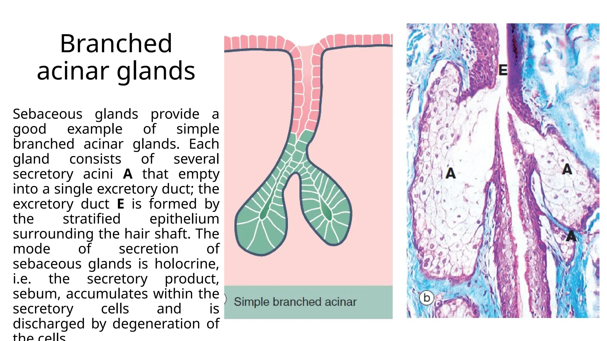 Epithelium Glands- Junquiera's basic his | PPT