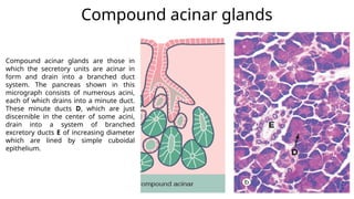 Epithelium Glands- Junquiera's basic his | PPTX