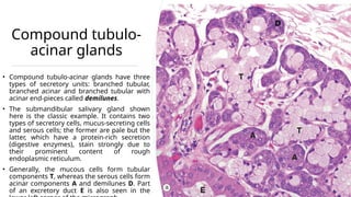 Epithelium Glands- Junquiera's basic his | PPT