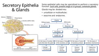 Epithelium Glands- Junquiera's basic his | PPTX