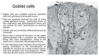Epithelium Glands- Junquiera's basic his | PPTX
