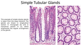Epithelium Glands- Junquiera's basic his | PPT