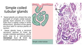 Epithelium Glands- Junquiera's basic his | PPT