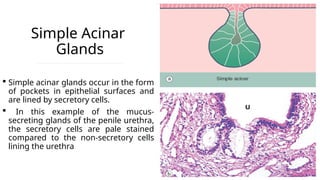 Epithelium Glands- Junquiera's basic his | PPT