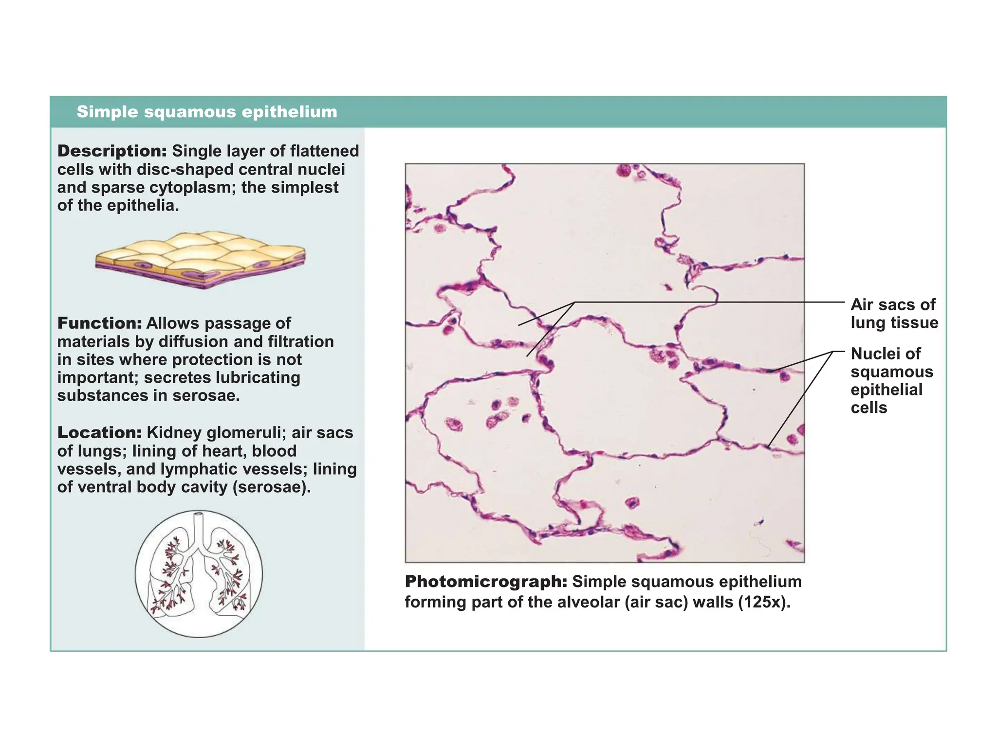 epitheliumhistology-1812112144183134.ppt