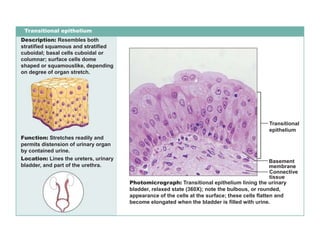 epitheliumhistology-1812112144183134.ppt