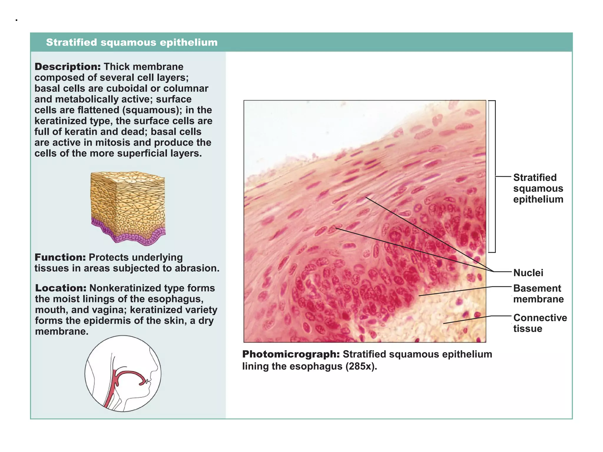 Epithelium histology | PPT