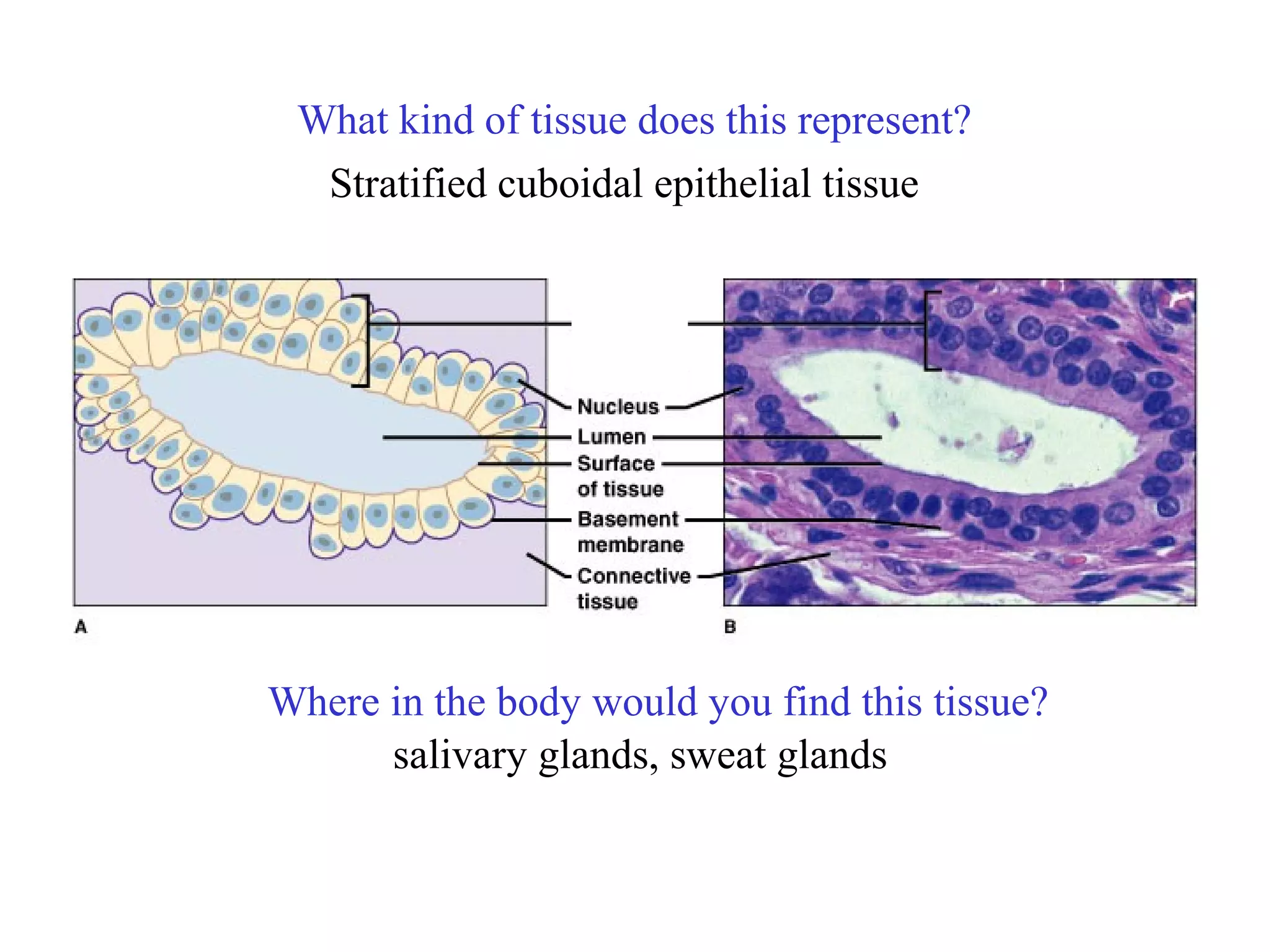 Epithelium histology | PPT