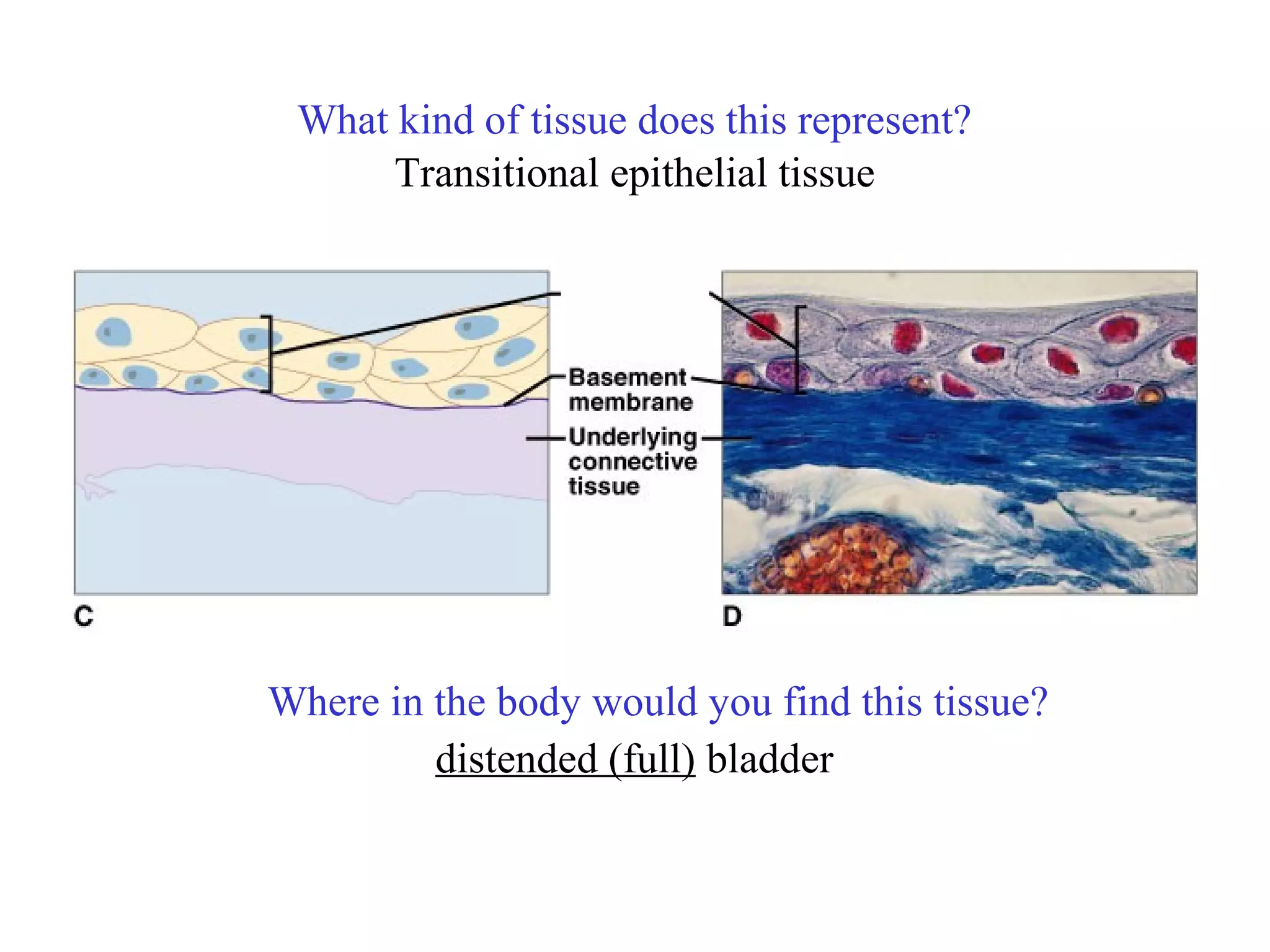 Epithelium histology | PPT