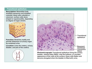Epithelium histology | PPT