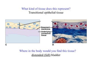 Epithelium histology | PPT