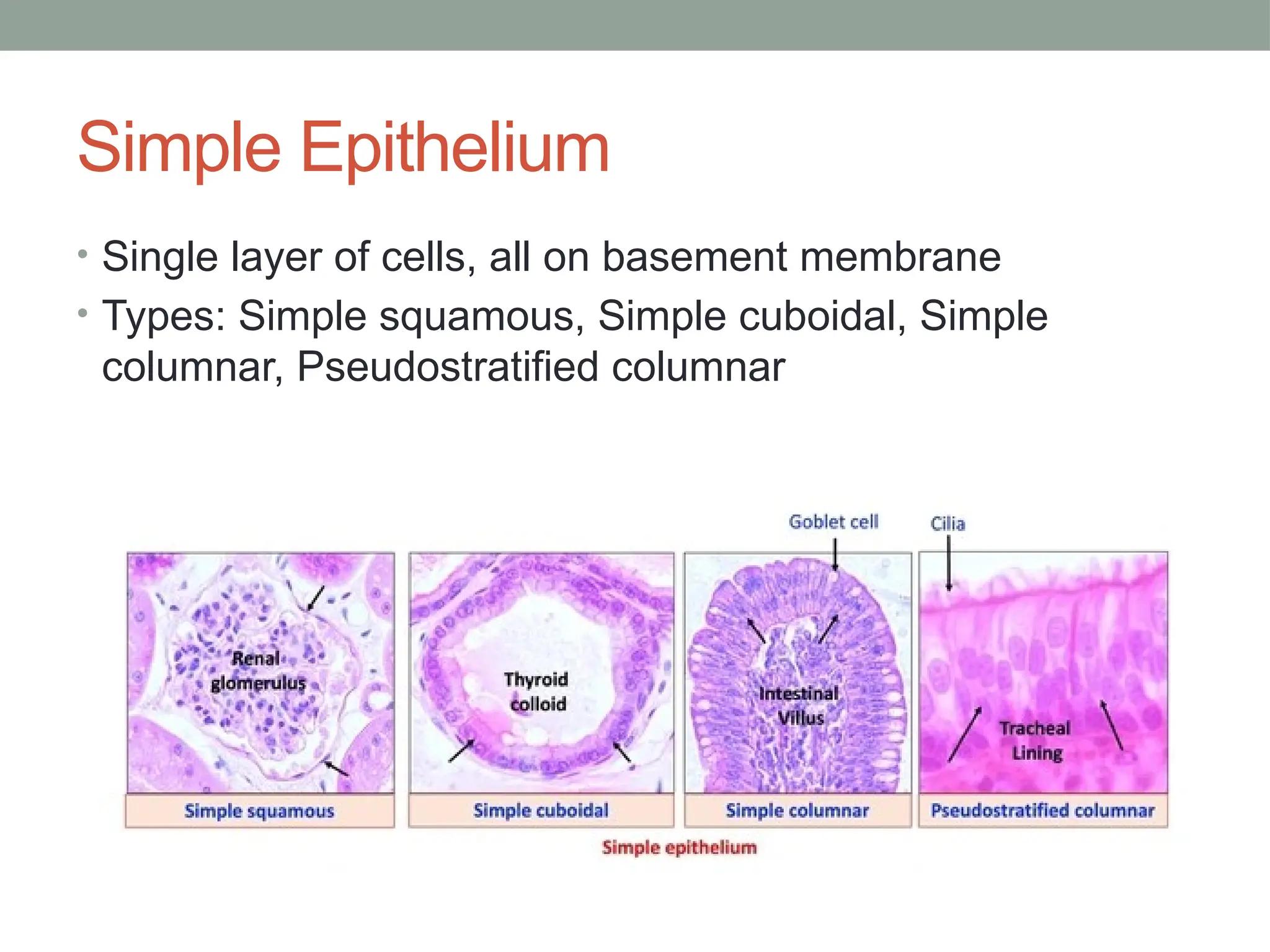 Epithelium_Histology_Presentation by Dr.Rumaisa PT | PPTX
