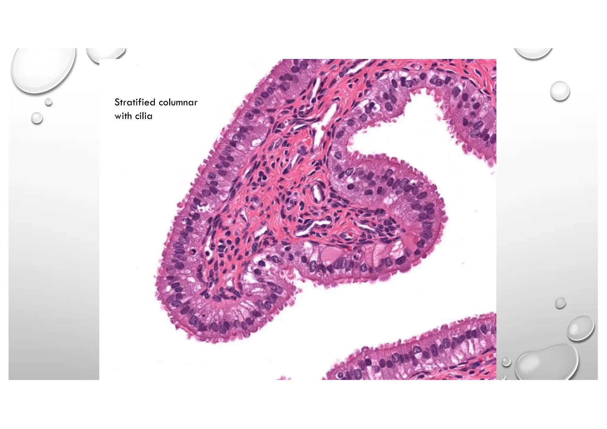 epithelium images answered histology firstyear.pdf | Biological ...