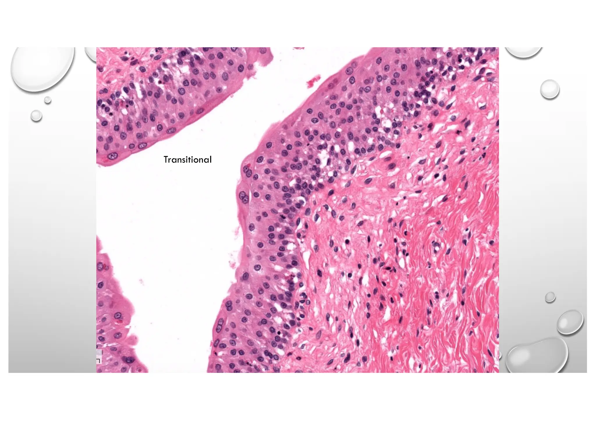 epithelium images answered histology firstyear.pdf | Biological ...