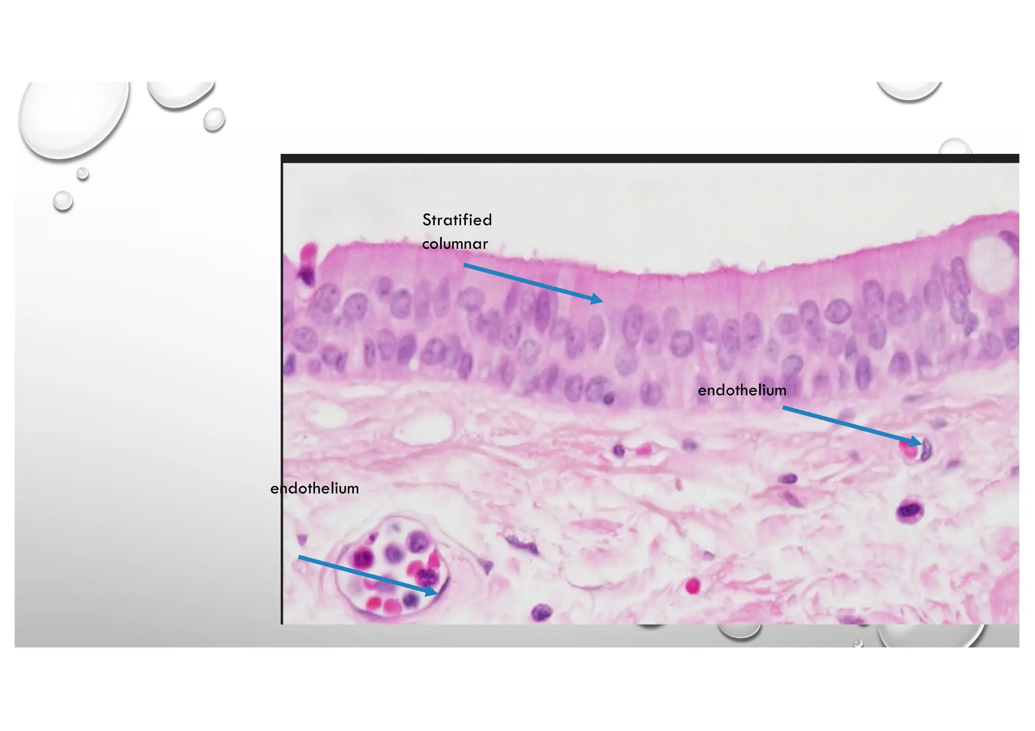 epithelium images answered histology firstyear.pdf | Biological ...