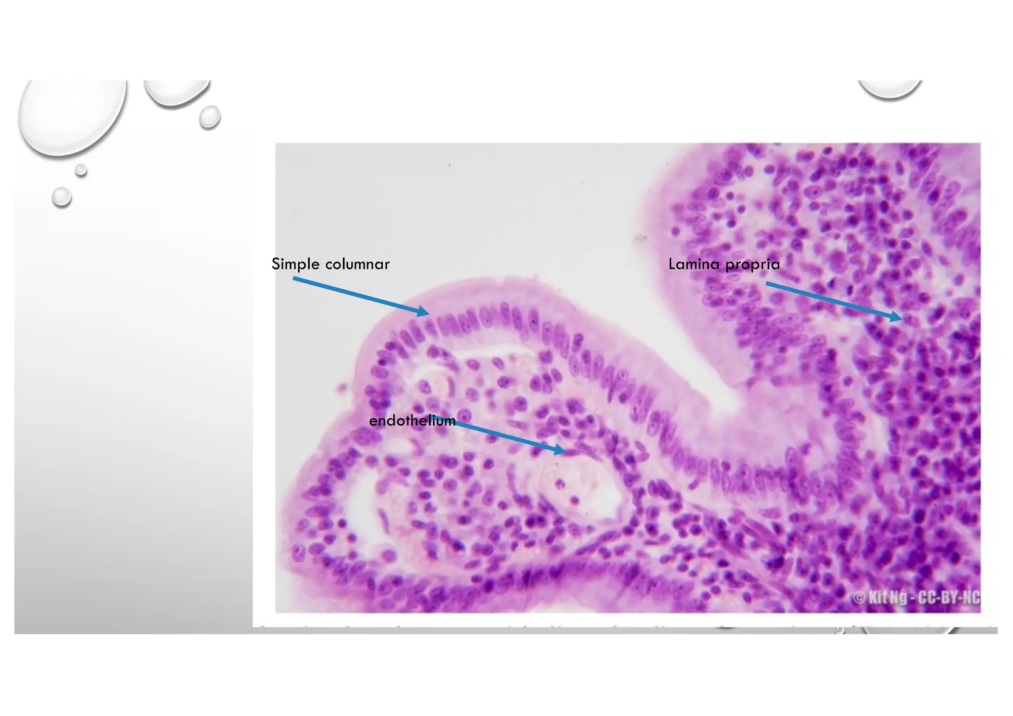 epithelium images answered histology firstyear.pdf | Biological ...