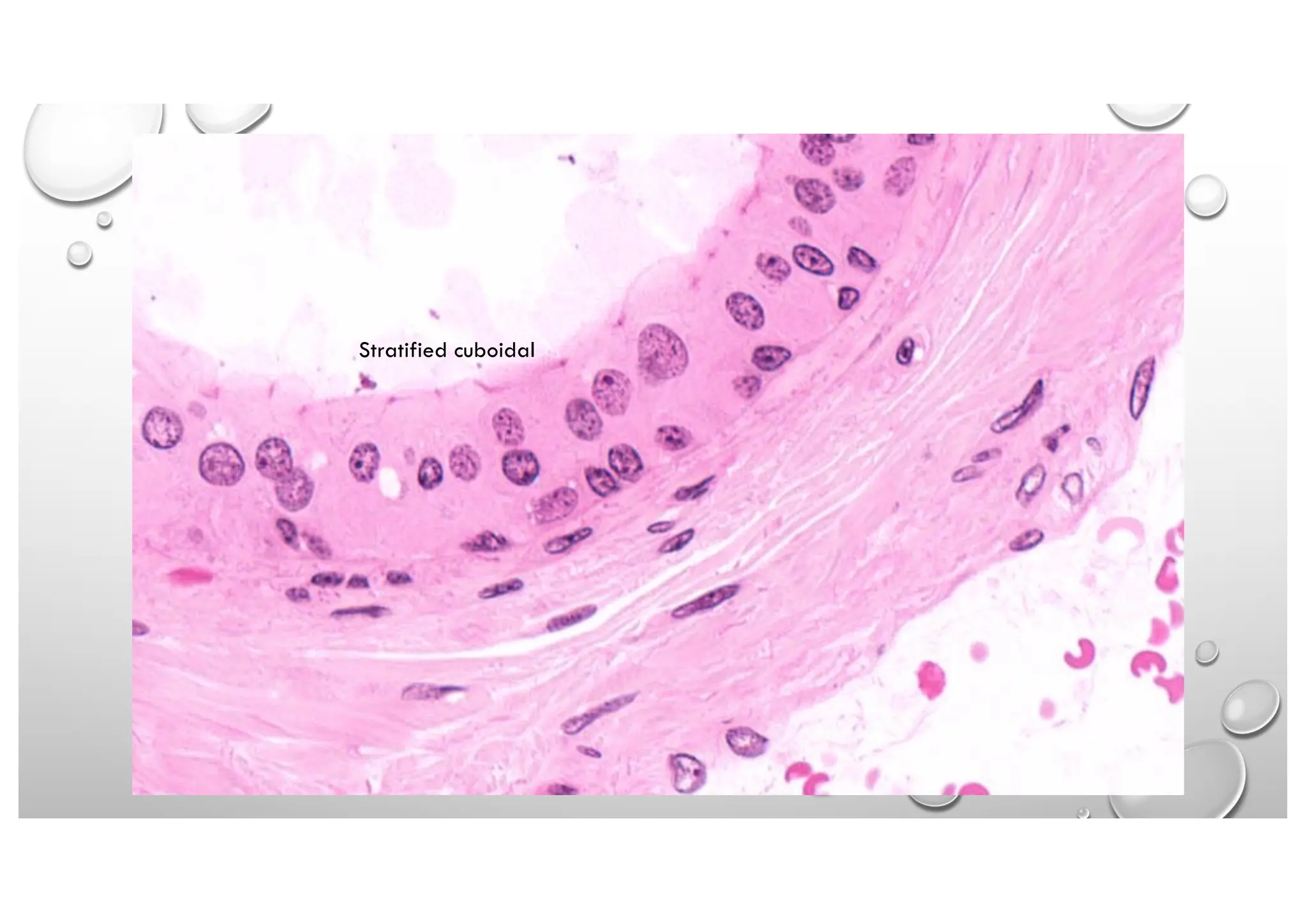 epithelium images answered histology firstyear.pdf | Biological ...