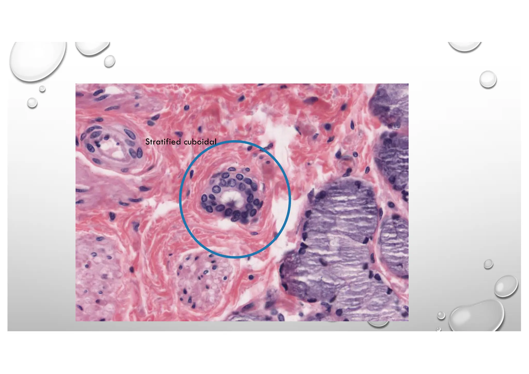 epithelium images answered histology firstyear.pdf | Biological ...