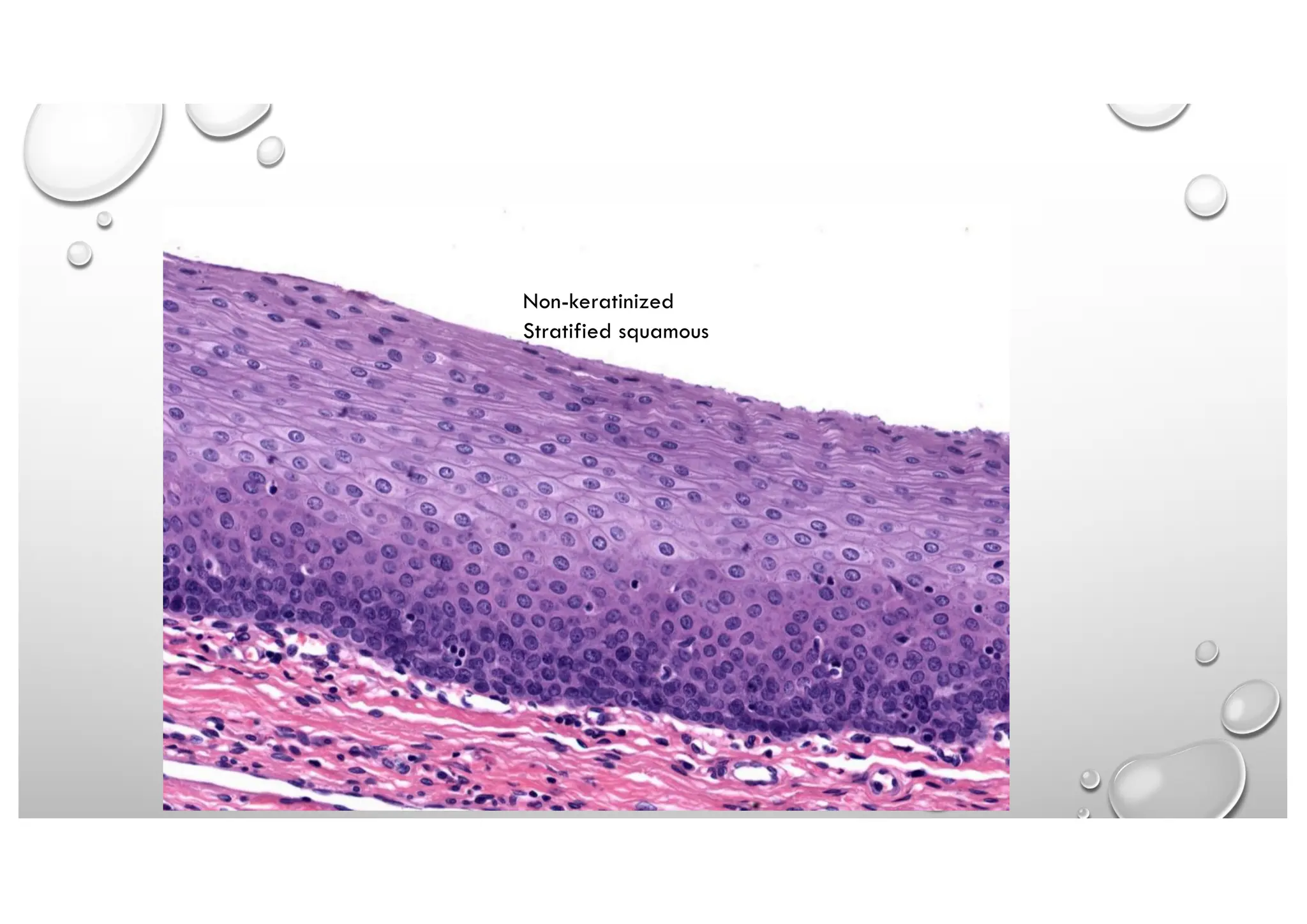 epithelium images answered histology firstyear.pdf | Biological ...