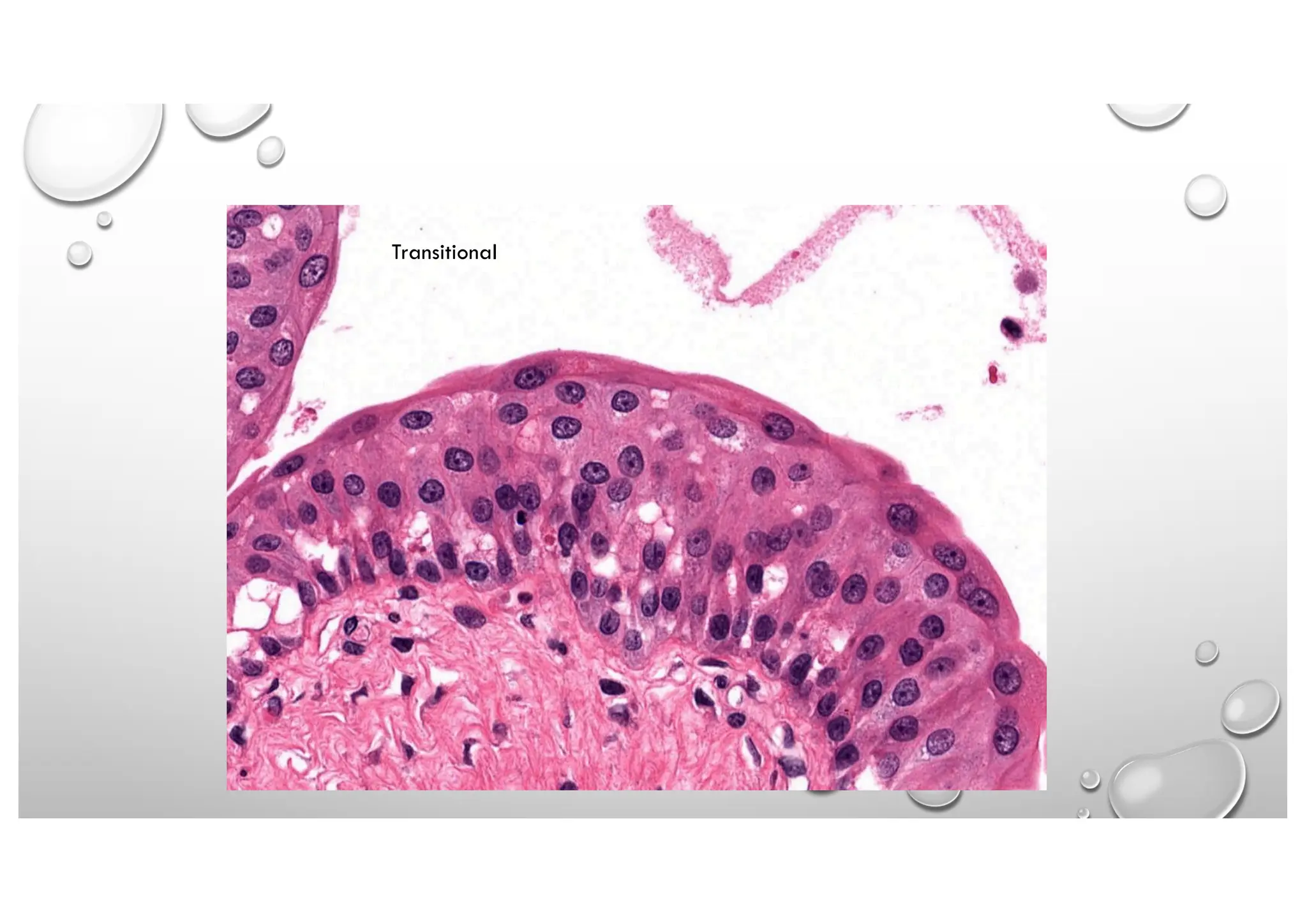 epithelium images answered histology firstyear.pdf | Biological ...