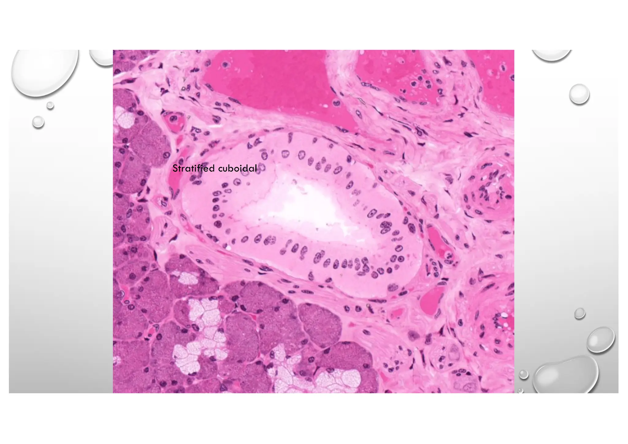 epithelium images answered histology firstyear.pdf | Biological ...
