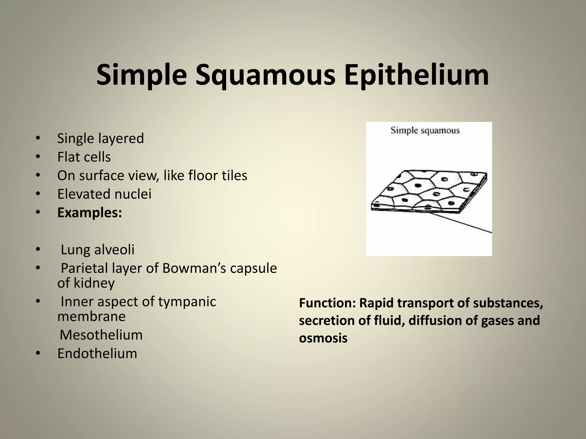 epithelium lec 1.pptx