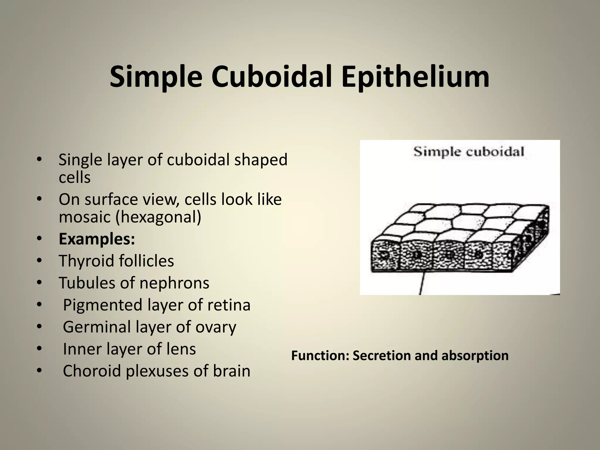 epithelium lec 1.pptx
