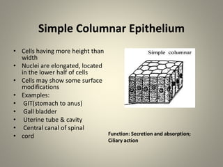 epithelium lec 1.pptx | Eye and Vision Conditions | Diseases and Conditions