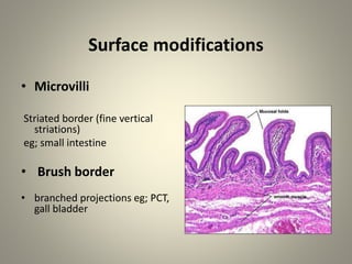 epithelium lec 1.pptx