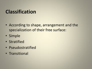 epithelium lec 1.pptx | Eye and Vision Conditions | Diseases and Conditions
