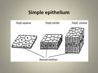 epithelium lec 1.pptx | Eye and Vision Conditions | Diseases and Conditions