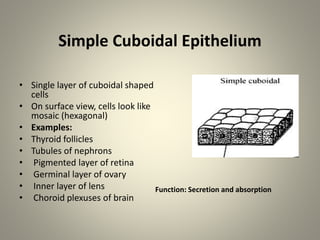 epithelium lec 1.pptx | Eye and Vision Conditions | Diseases and Conditions