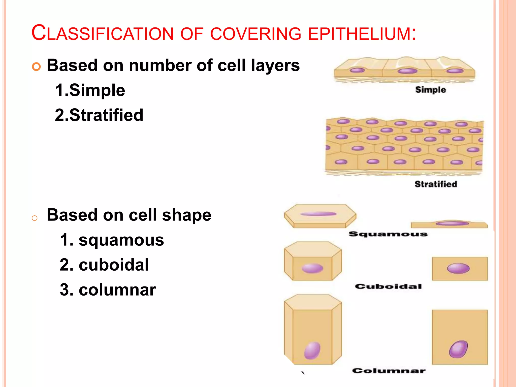 Epithelium , Dr naveen reddy | PPTX