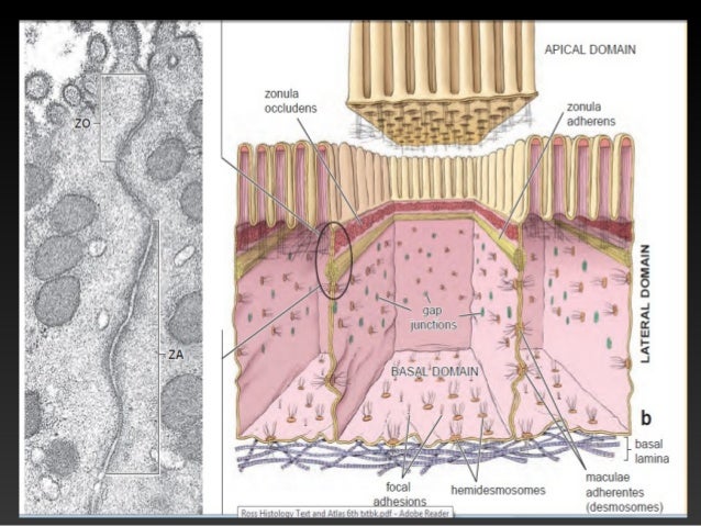 Epithelium ppt...
