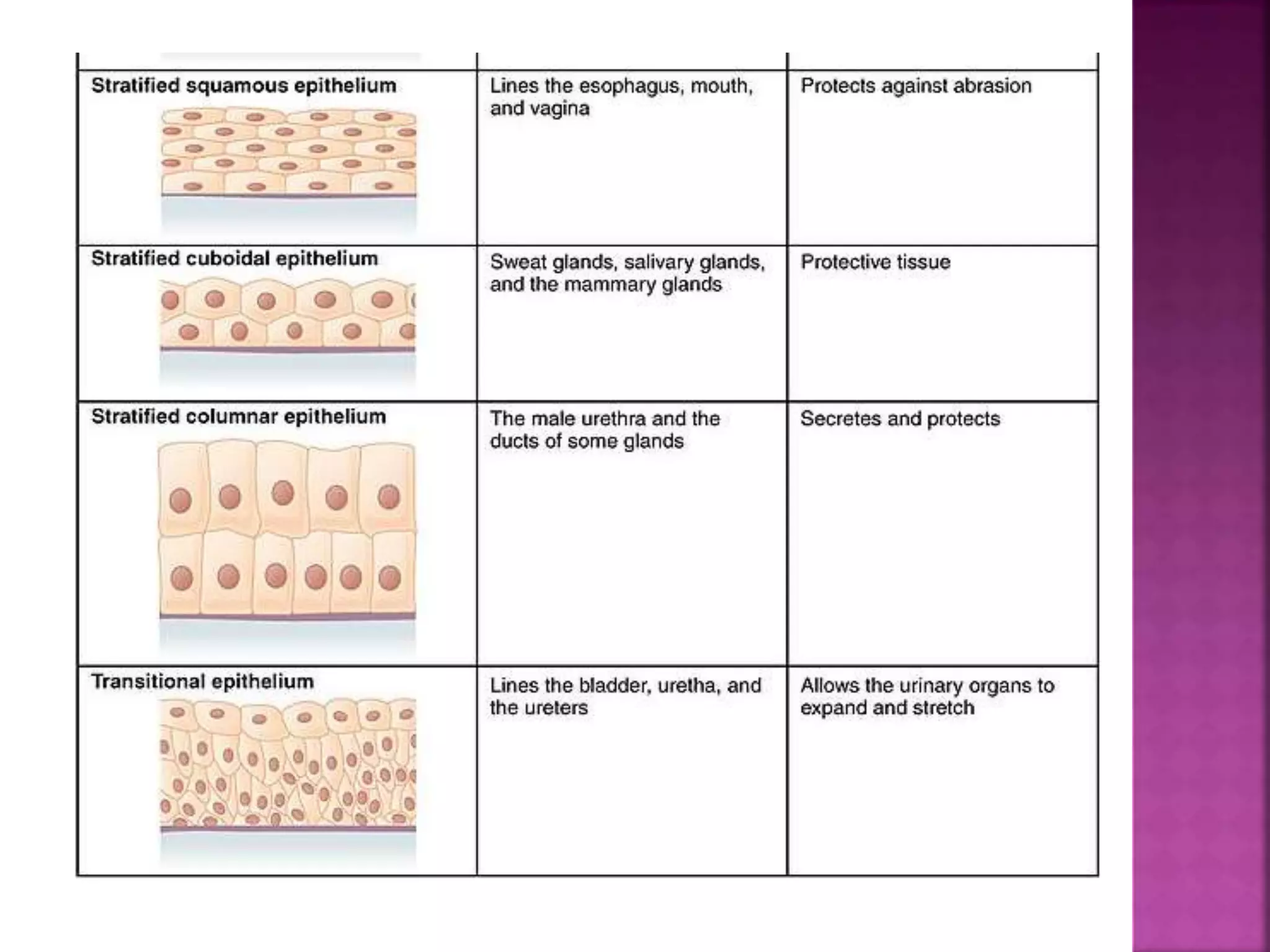EPITHELIUM | PPT