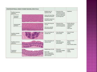 EPITHELIUM | PPTX