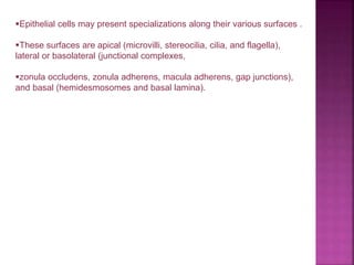 EPITHELIUM | PPT