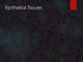 Epithelium, naming classification and junctions of epithelial cells. | PPT