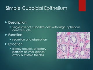 Epithelium, naming classification and junctions of epithelial cells. | PPT