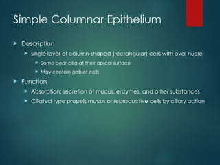 Epithelium, naming classification and junctions of epithelial cells. | PPT