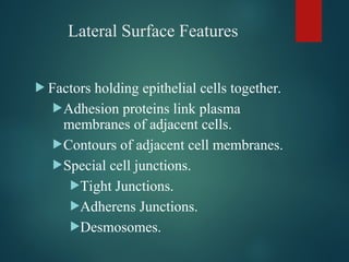Epithelium, naming classification and junctions of epithelial cells. | PPT