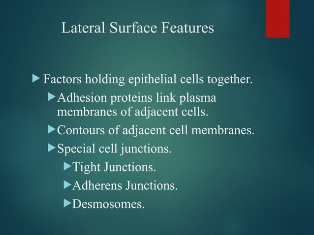 Epithelium, naming classification and junctions of epithelial cells. | PPT