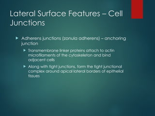 Epithelium, naming classification and junctions of epithelial cells. | PPT