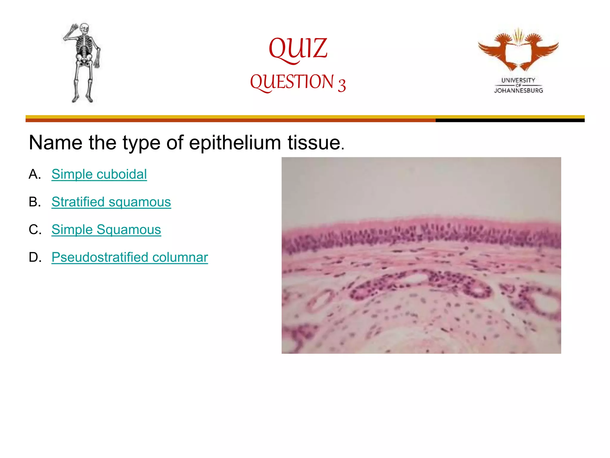 Epithelium Tut Quiz 2022 (1).pptx