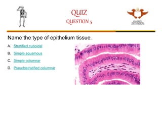 Epithelium Tut Quiz 2022 (1).pptx