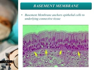 Epithelium. | PPTX