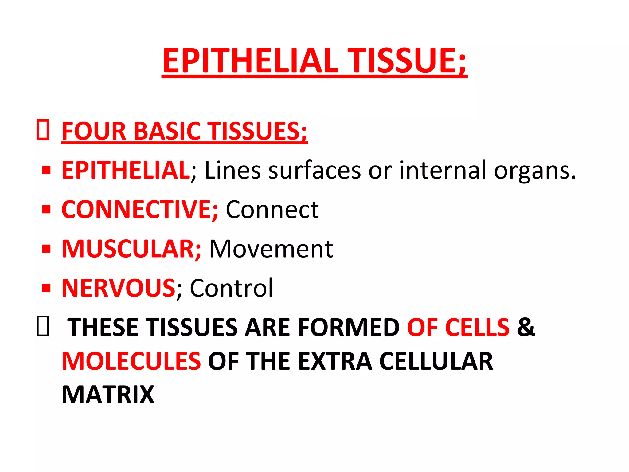 Epithilial Tissues,HISTOLOGY,MBBS,1ST YEAR | PDF