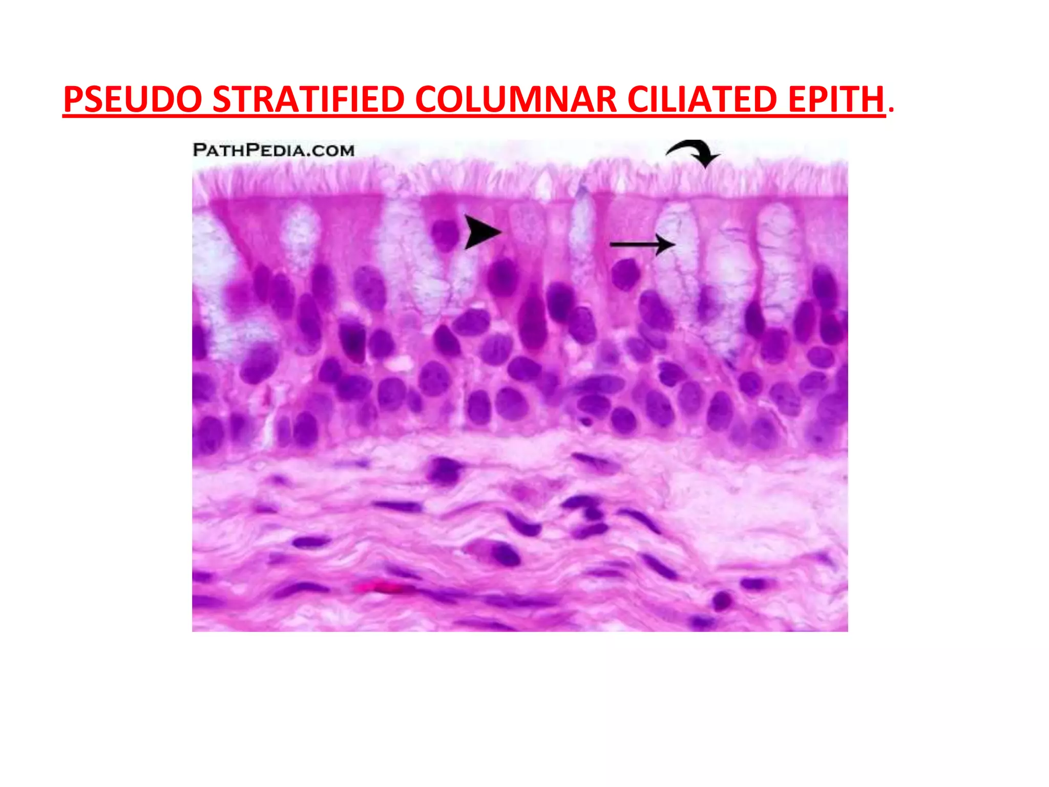 Epithilial Tissues,HISTOLOGY,MBBS,1ST YEAR | PDF