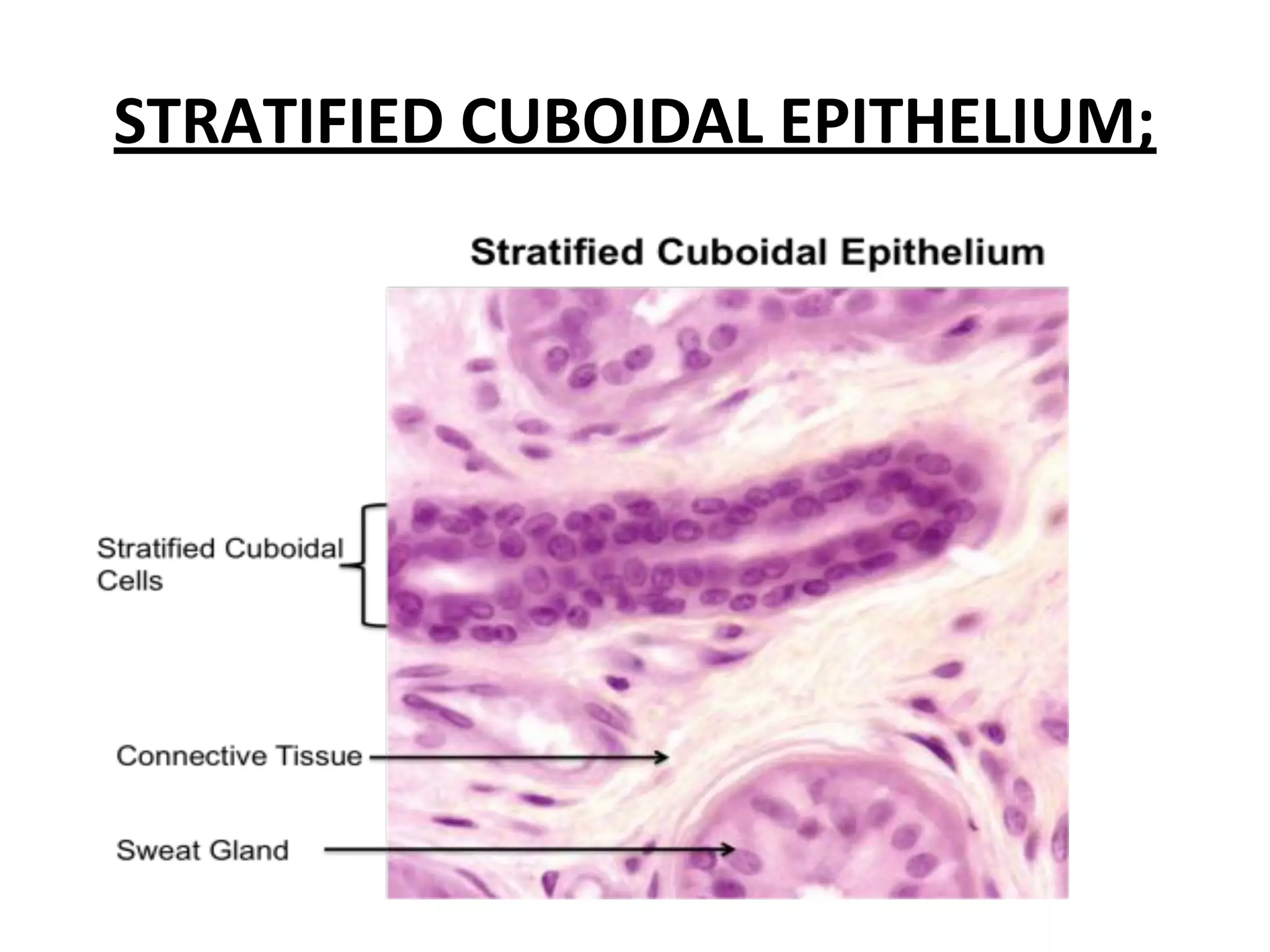 Epithilial Tissues,HISTOLOGY,MBBS,1ST YEAR | PDF